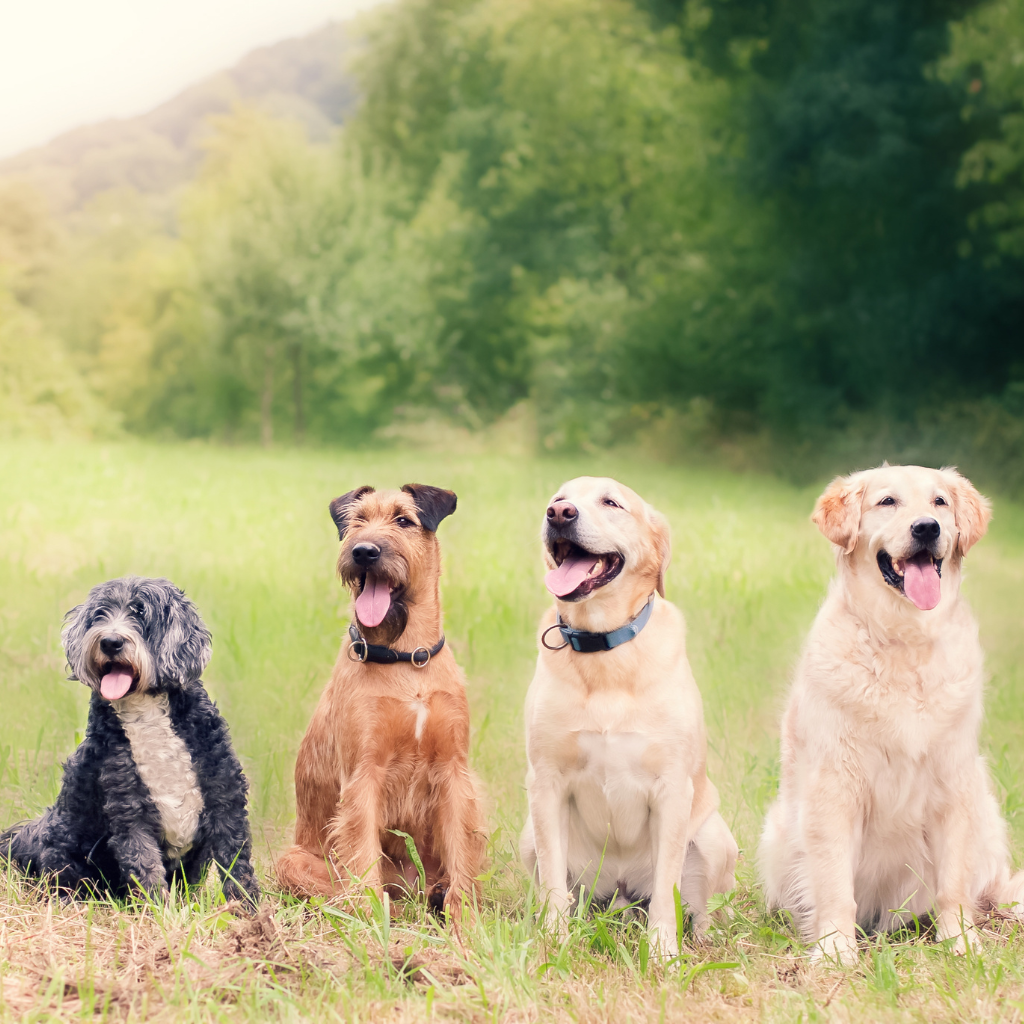 Probiotics for Dogs: Enhancing Your Pet's Health Naturally